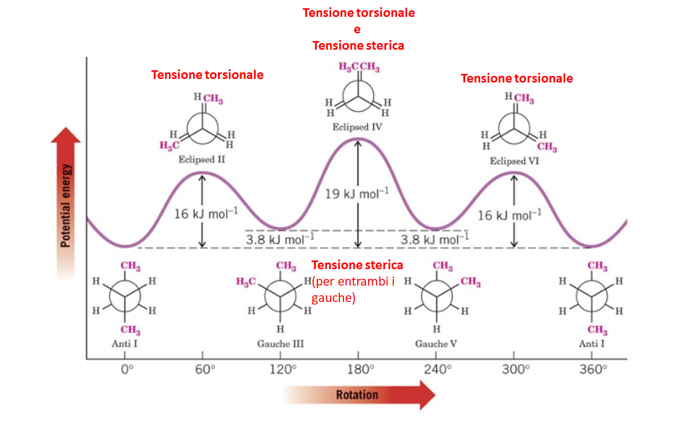 Tensione torsionale, sterica e angolare | Chimica Organica-DiSTABiF